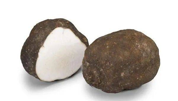 Chinese Yam King (Japan) - 淮山王(日本) – Le Fresco